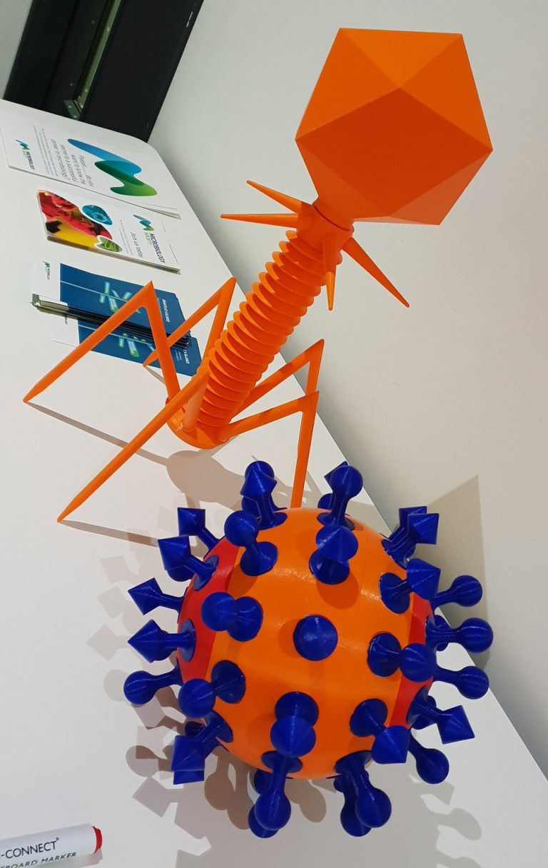 Making Microbe Models - MICROBIhOME - MICROBIhOME